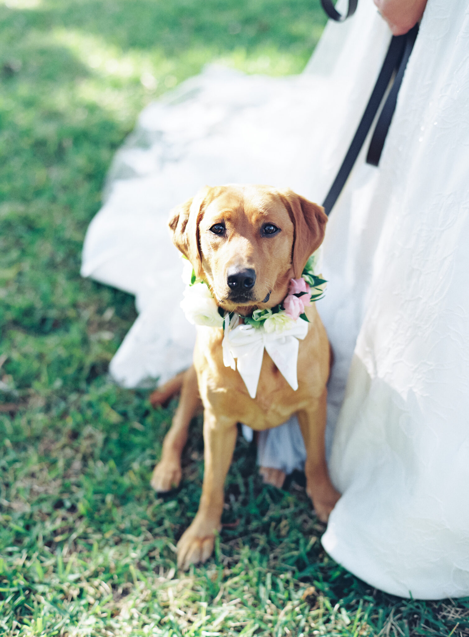 Garden Blooms & Golden Pups: A Charleston Wedding Weekend - Kailee ...